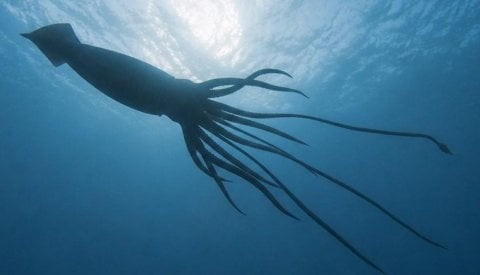 Giant squid detected off Australia after 25 years using DNA technology