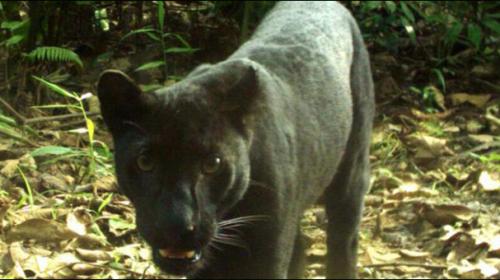 Camera trick reveals black leopards´ spots