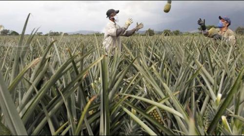Scientists unlock pineapple’s genetic secrets