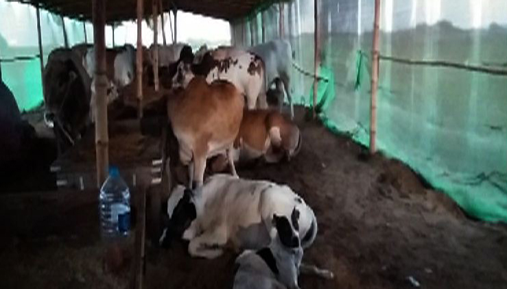 Animal robbery in Karachi