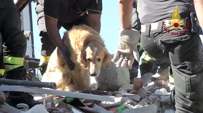 Romeo the miracle dog survives Italy quake