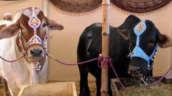 Roundup from the best cattle markets in Pakistan