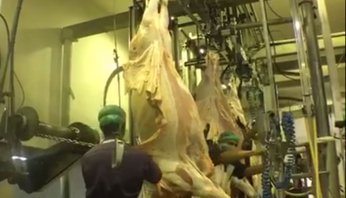 Inside an automated slaughterhouse