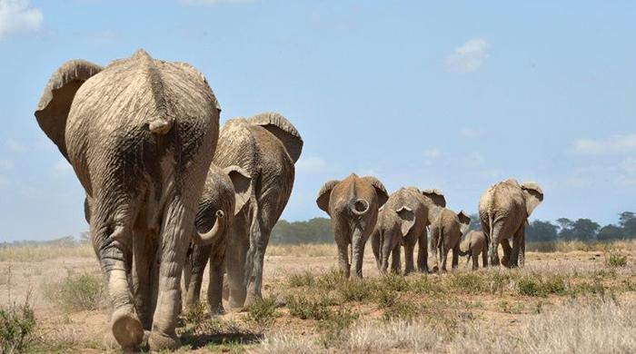African elephants suffer worst decline in 25 years