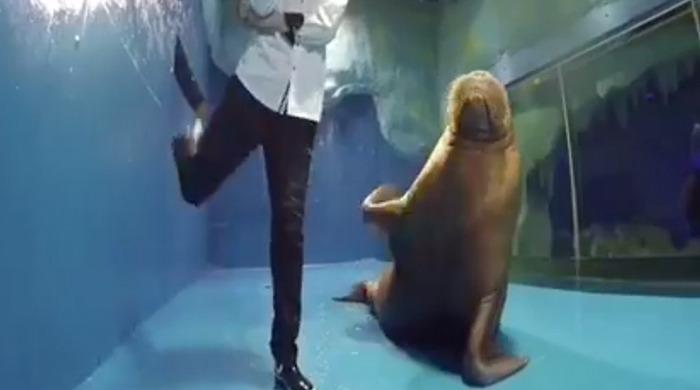 This video of a walrus dancing to Michael Jackson will be the best ...