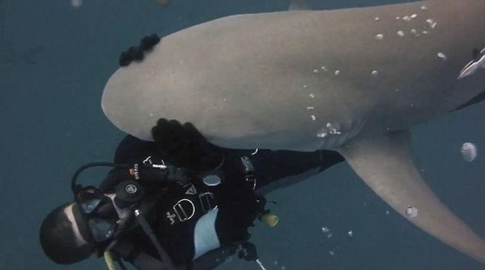 Diver puts shark into a trance