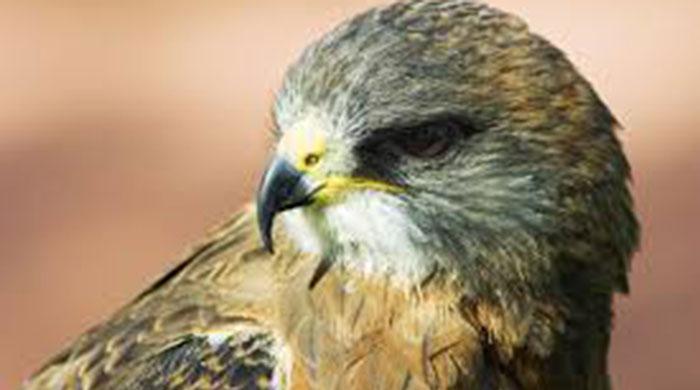 Indian forces arrest 'spy hawk' from Pakistan