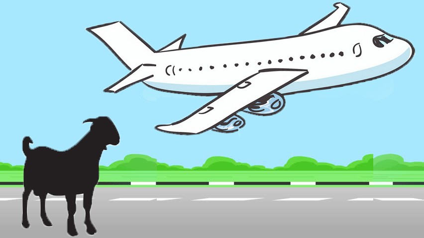 BLOG: PIA, the goat and the media | Pakistan - Geo.tv