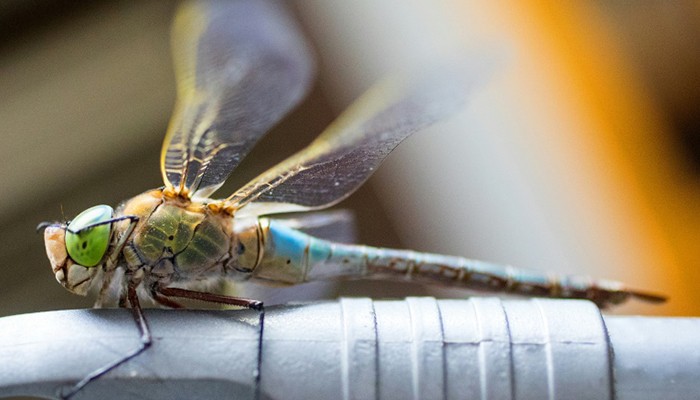 Trillions of insects migrate overhead each year: study | Sci-Tech - Geo.tv