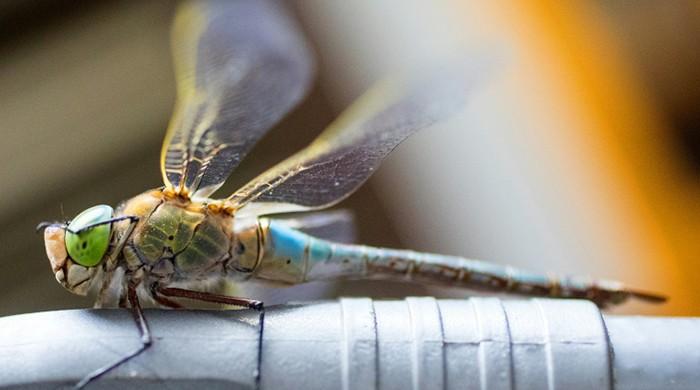 Trillions of insects migrate overhead each year: study