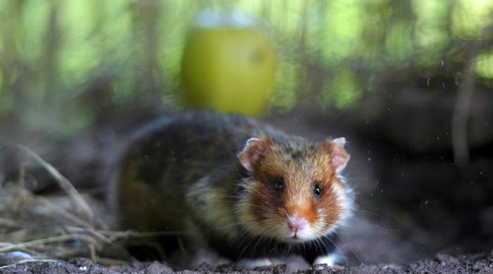Corn turning French hamsters into deranged cannibals: research