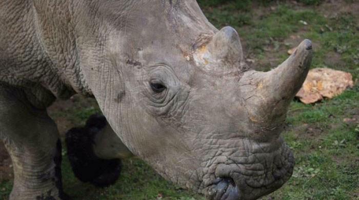 White rhino shot dead in French zoo, horn sawn off