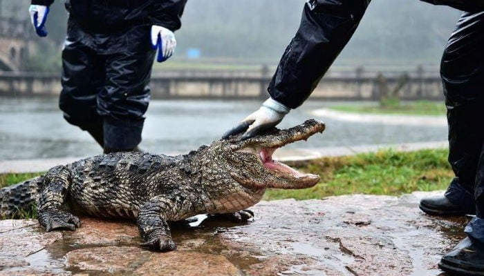 13,000 alligators wake up for spring in China | Amazing - Geo.tv