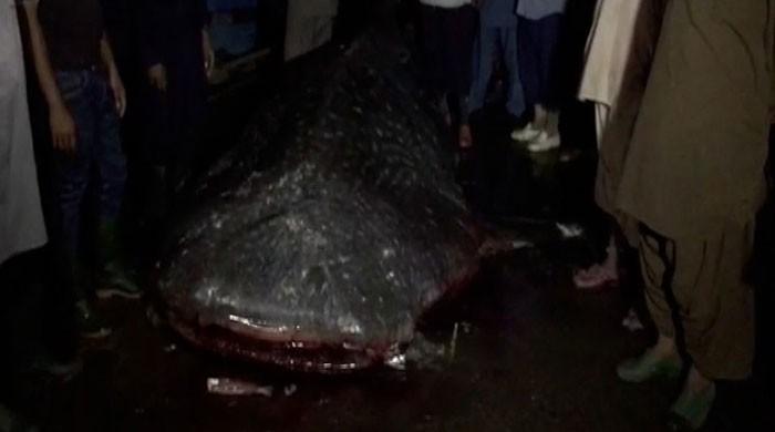 Fishermen in Karachi hunt 16-feet long whale shark