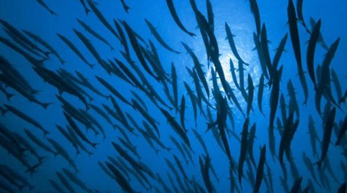 US scientists track fish migration using DNA in water samples