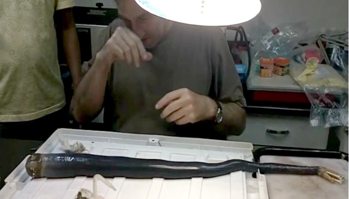 Bizarre giant shipworm found alive in Philippines for the first time ...