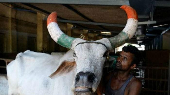 India plans to tag millions of cows with details like age, breed, horn type