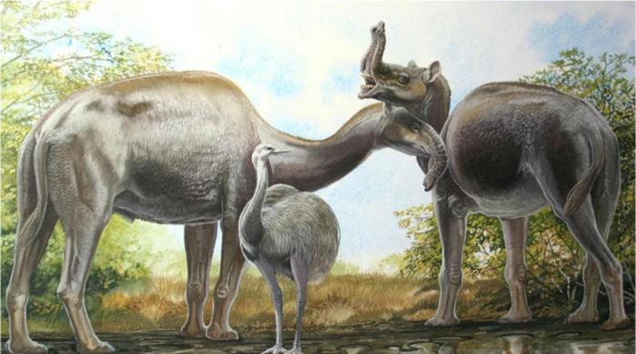Darwin´s ´strangest animal ever´ finds a family