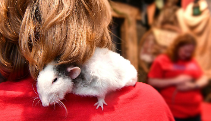 I'll have a rat with that: San Francisco's new rodent cafe