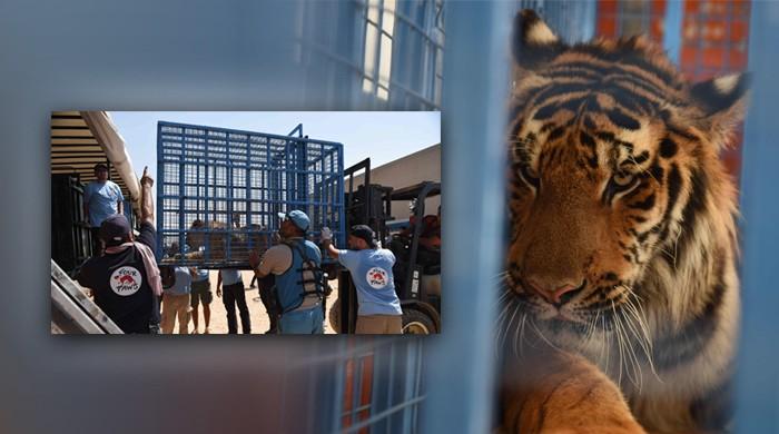 Animals evacuated to Turkey from 'neglected' Syria zoo