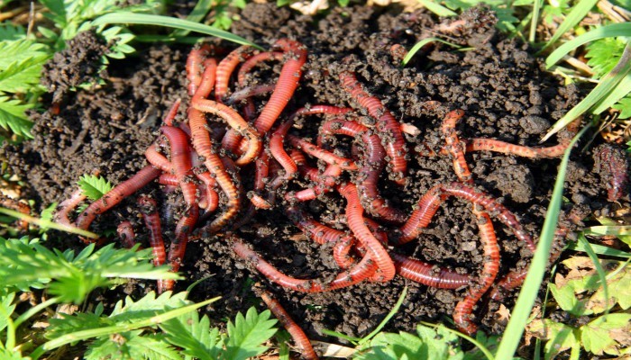 The story of how a worm turned... into a bringer of medical miracles