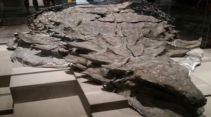 Well-preserved dinosaur unearthed in Canada gets name, backstory