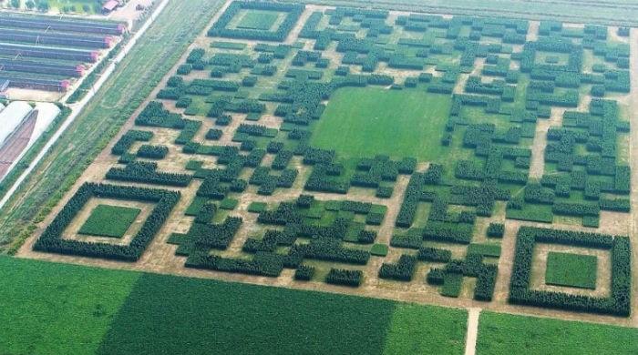 Villagers make a giant tech code using trees in China