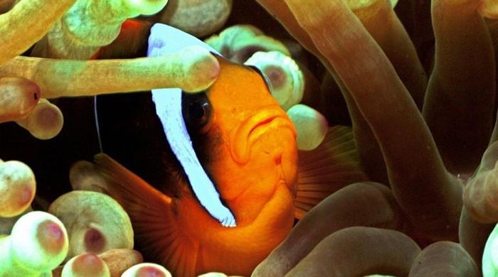 Finding Nemo may become even harder: climate study