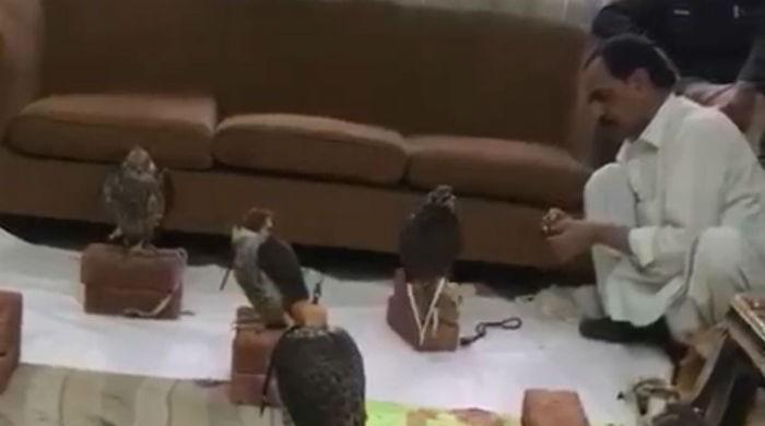 Punjab wildlife dept arrest foreigner for smuggling falcons