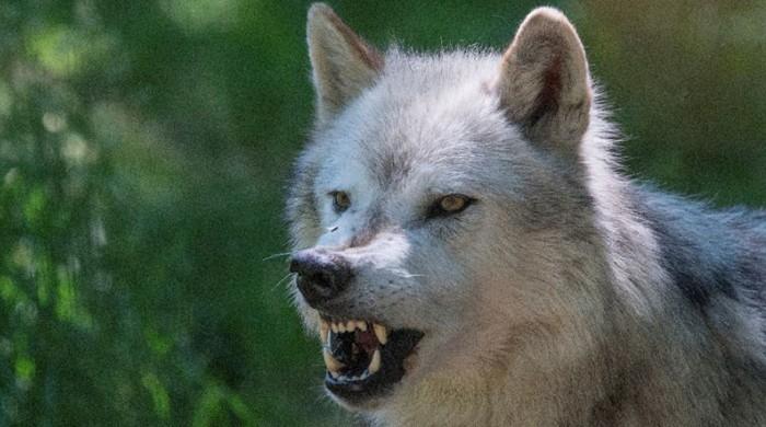 Scientists find blood molecule that attracts wolves, repels humans