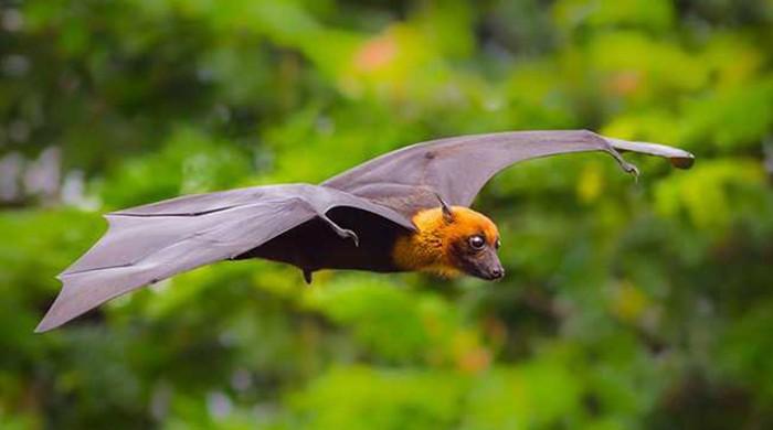 Rare flying foxes shot in 'horrific' Australia attack