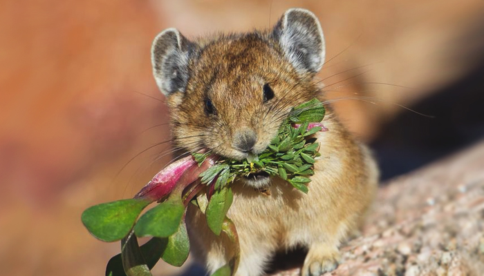 Canadian mice adapt to warming by mutating, moving north: study