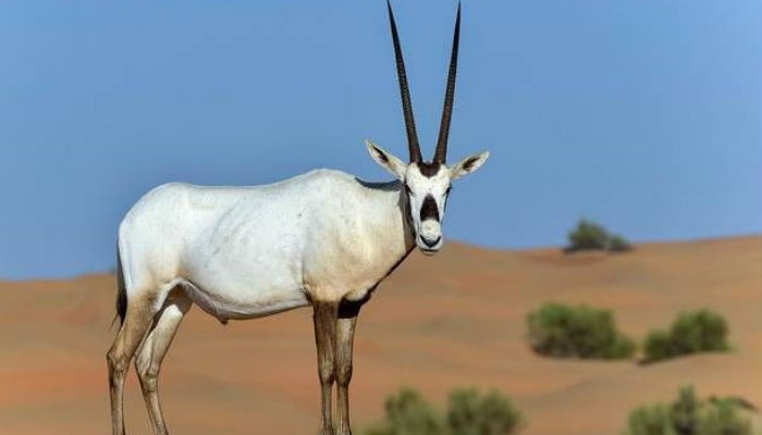 Oman opens sprawling oryx reserve to ecotourists
