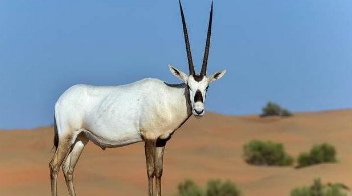 Oman opens sprawling oryx reserve to ecotourists