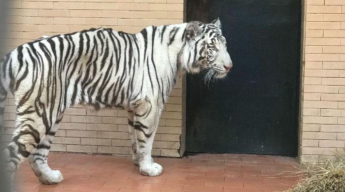 Stunning white tiger Lahore Zoo's latest attraction