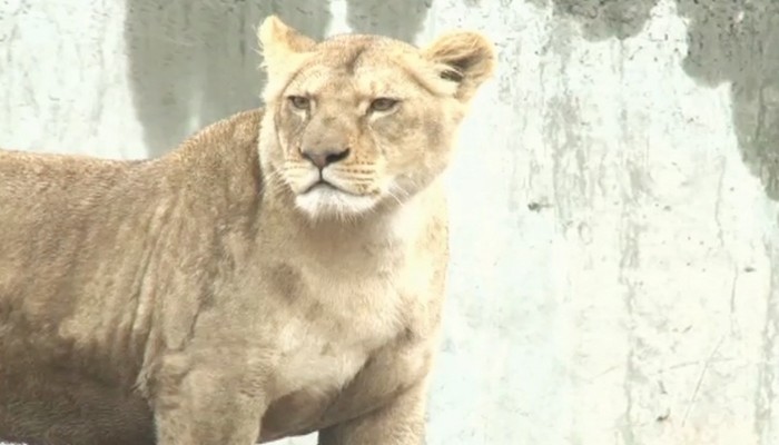 First-ever zoo opens in Khyber Pakhtunkhwa | TV Shows - geo.tv