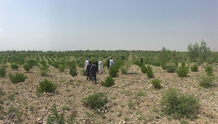 KP Assembly to discuss Billion Tree Tsunami project today