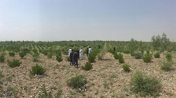 KP Assembly to discuss Billion Tree Tsunami project today