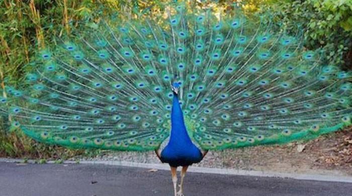 30 Peacocks Die Of Suspected Ranikhet Disease In Thar