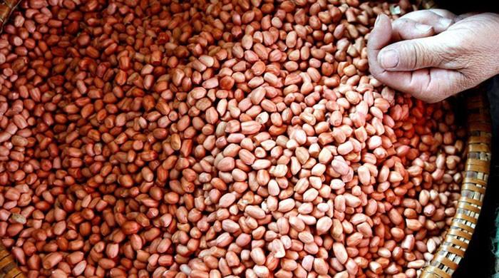 Scientists devise new, more accurate peanut allergy test