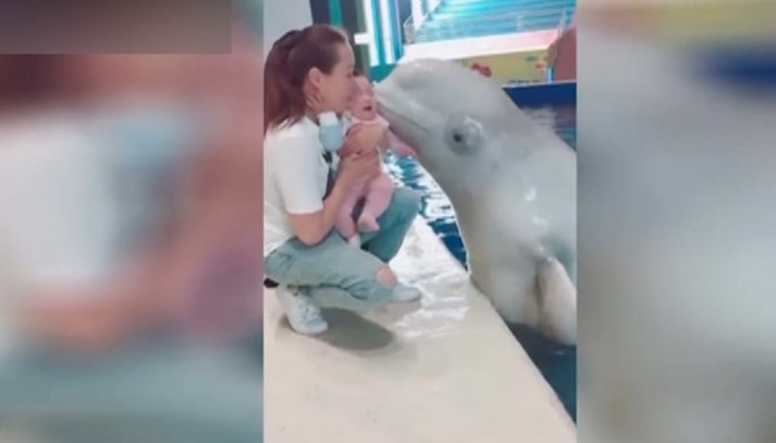 Dolphin kisses crying child | TV Shows - geo.tv