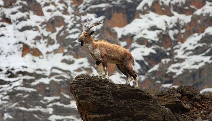 Do you know why the Markhor is Pakistan’s national animal?
