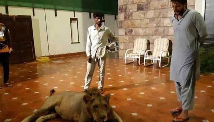 Wildlife dept begins probe after photos of Afridi with chained lion go ...