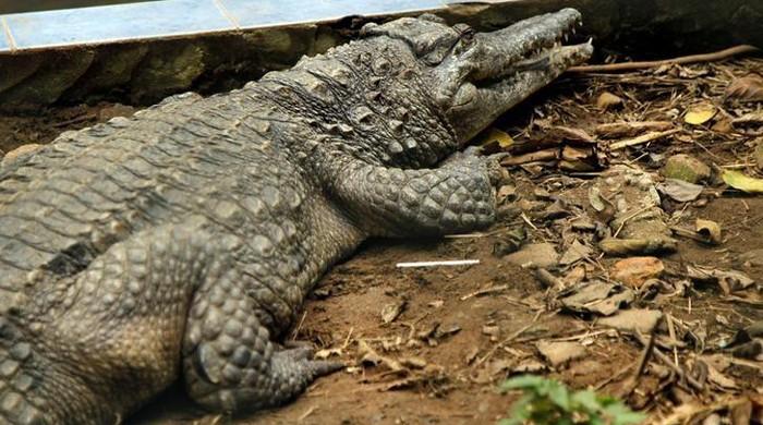 Indonesian mob butchers hundreds of crocodiles in revenge attack