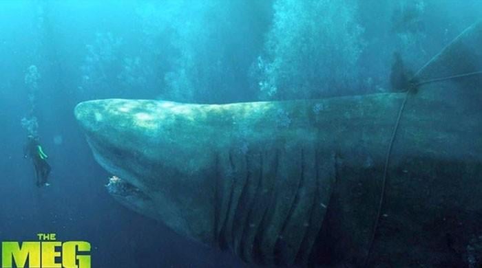 'The Meg' is here and she's pleased to eat you