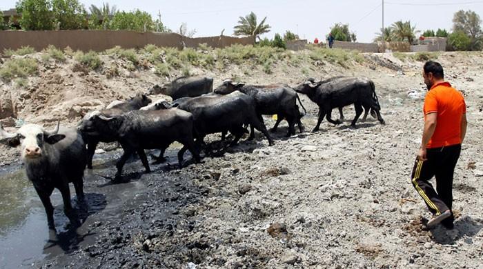 Iraqi farmers fight to save cattle from drought