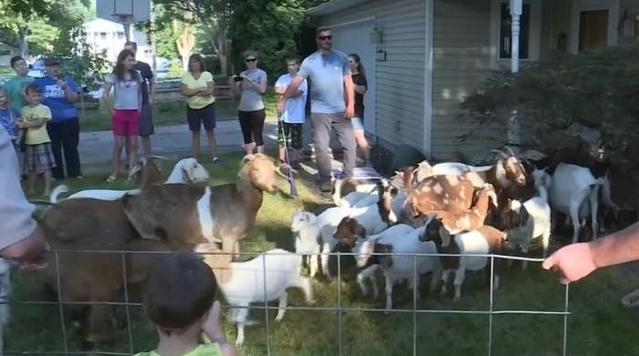 Who let the goats out?