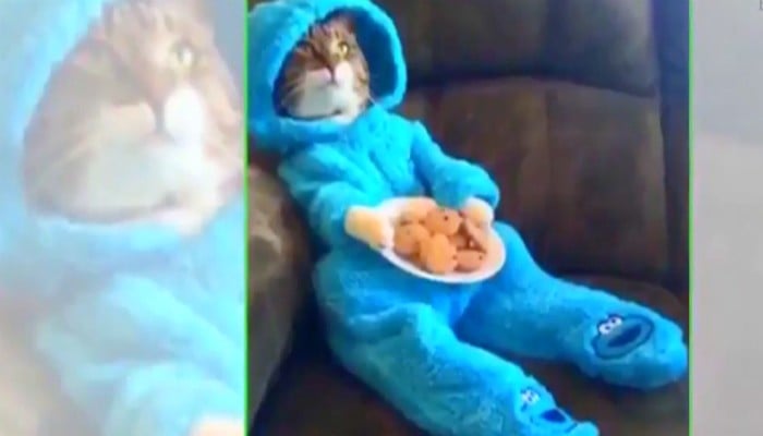 US embassy in Australia accidentally sends Cookie Monster cat ...