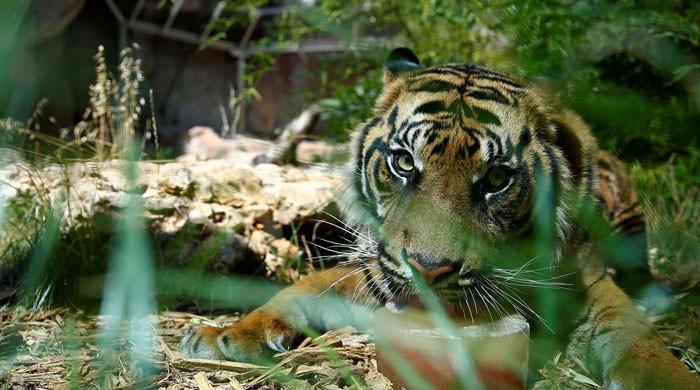 Earth's wild animal population plummets 60% in 44 years: WWF