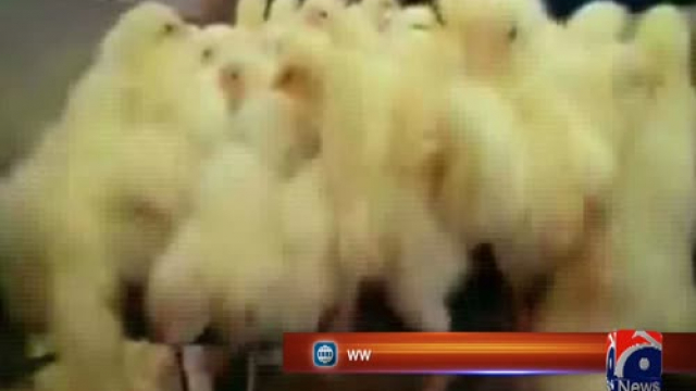 PM Imran hits back at those mocking his chicken plan | TV Shows - geo.tv